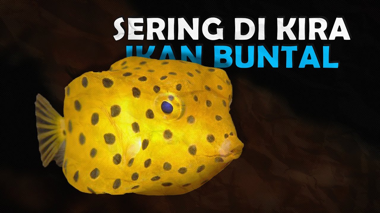 4 JENIS IKAN KOTAK YANG UNIK DAN COCOK DIPELIHARA DALAM AQUARIUM LAUT ...