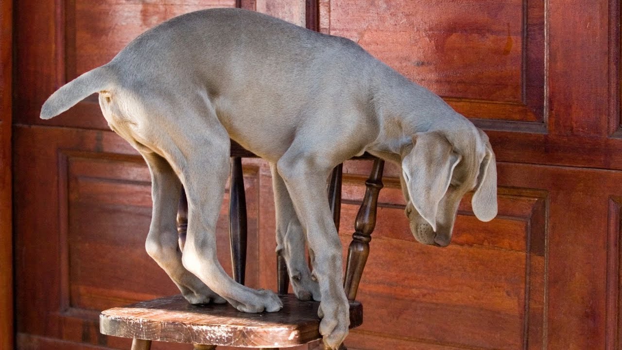 Weimaraner vs Vizsla - YouTube