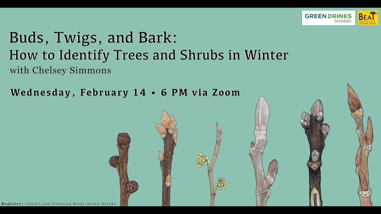 Buds, Twigs, and Bark: How to Identify Trees and Shrubs in Winter with ...