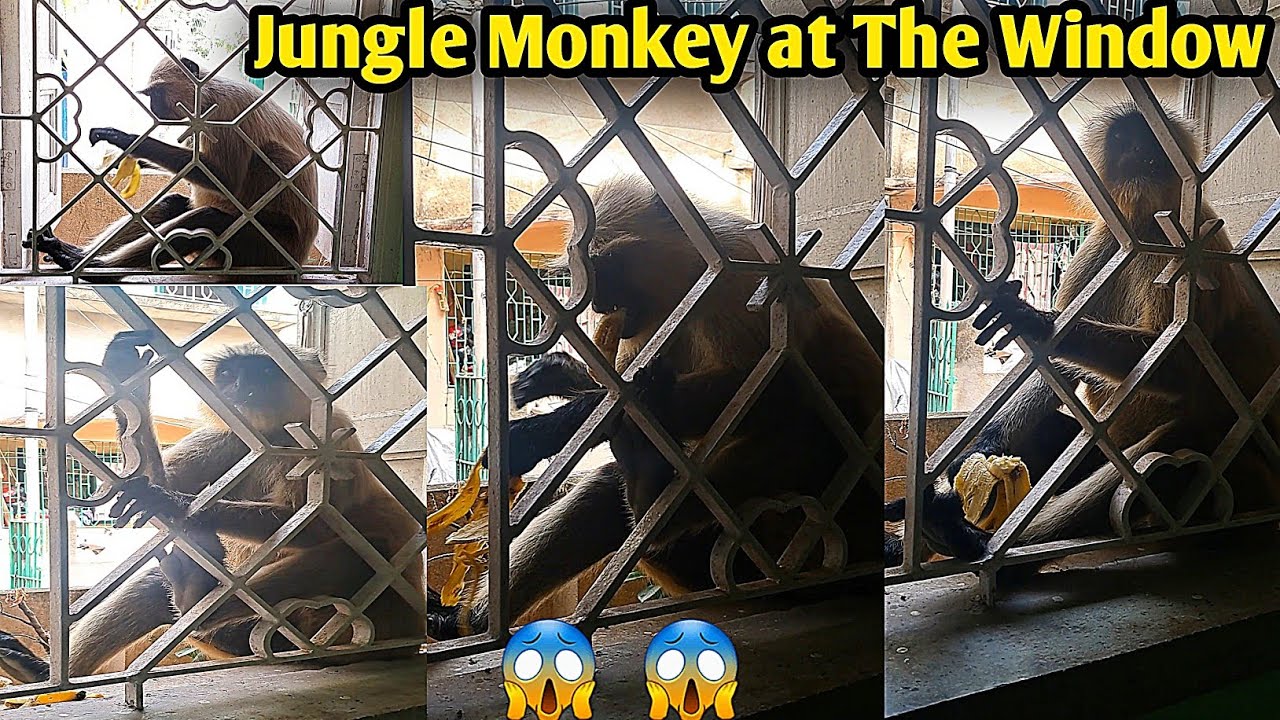 Jungle Monkey at The Window 😱 I Want Banana 🍌 to eat 🤣 | Best moment ...