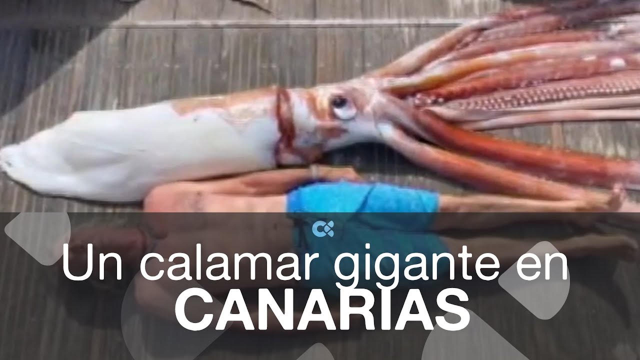 Un calamar gigante en aguas canarias - YouTube