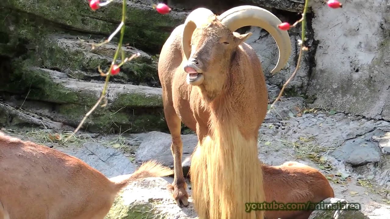 Cabra que grita como un humano - YouTube