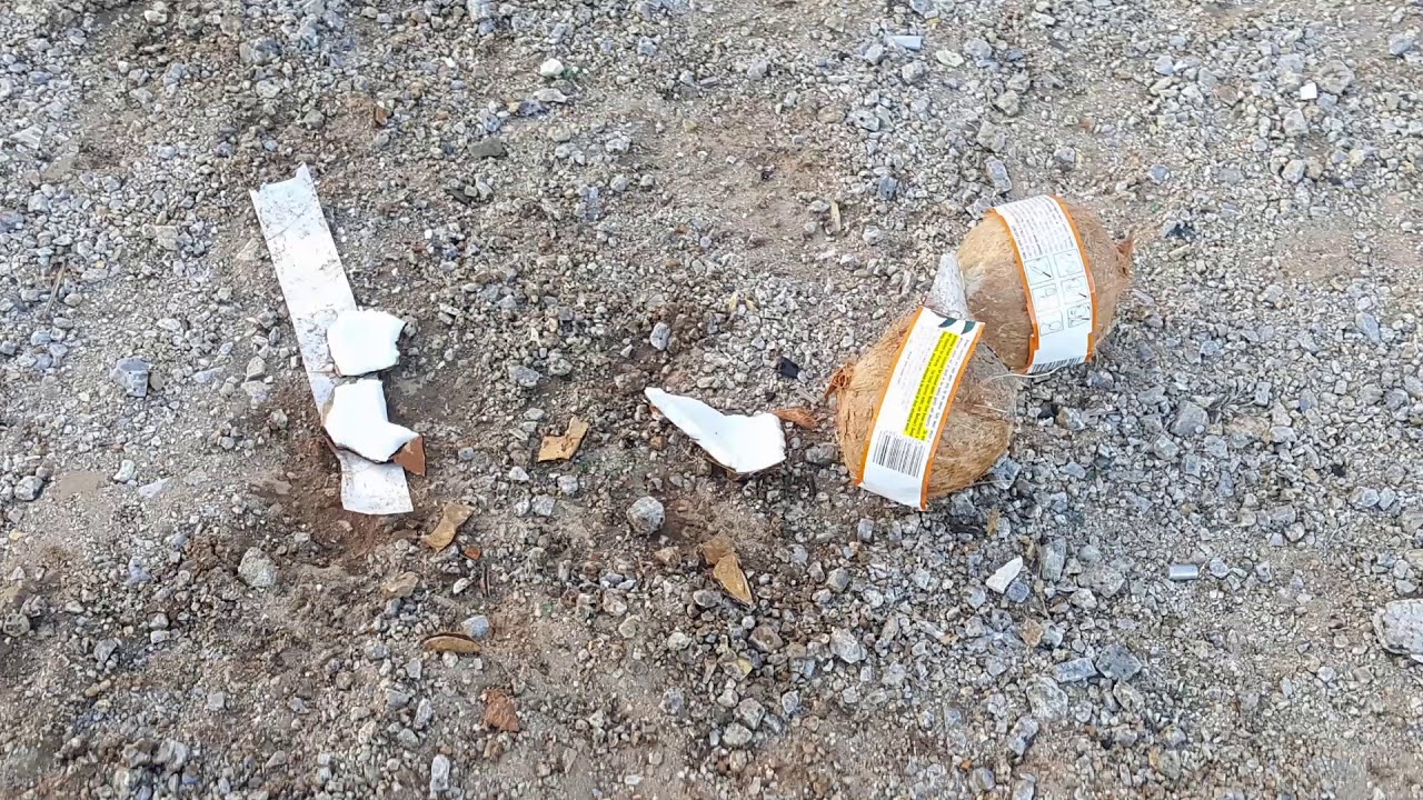 Shooting Coconuts - YouTube