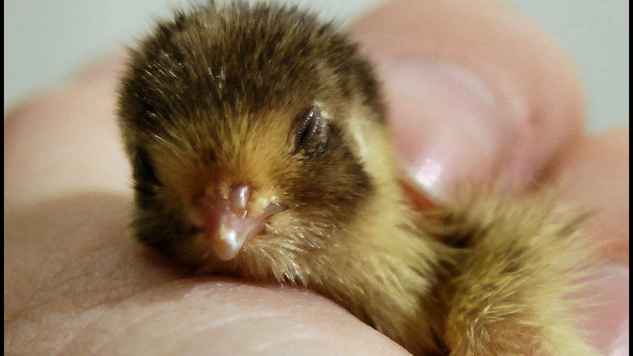 Doberman Loves Baby Quail - YouTube