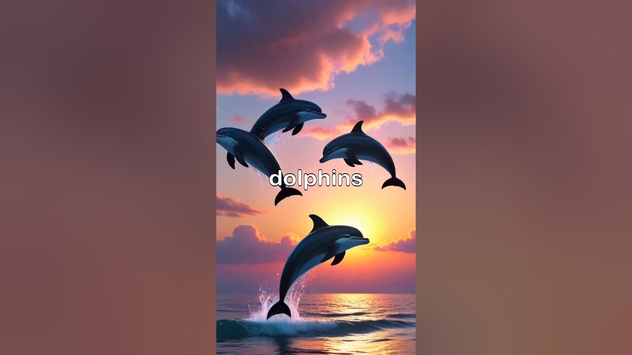 The Secret Language of Dolphins | Marine Whisperer - YouTube