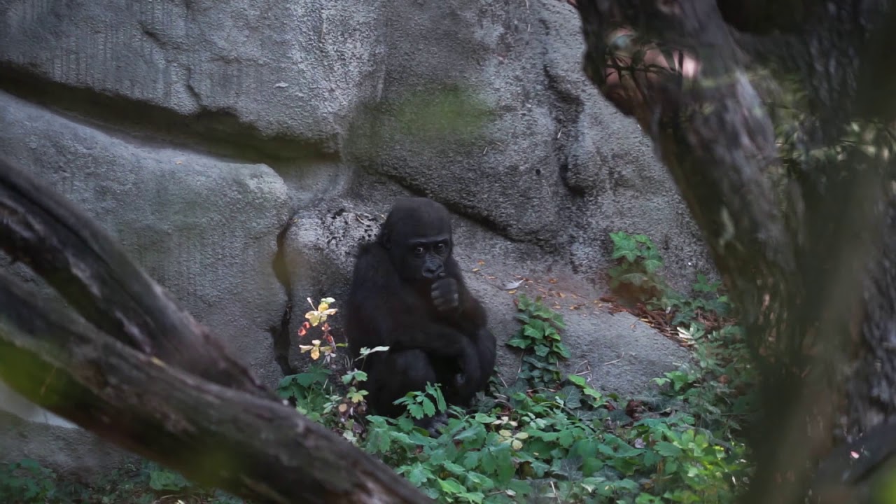Indigo, a gorilla kölyök - YouTube