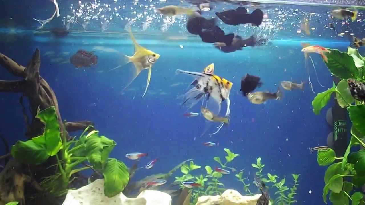 Karmienie Rybek Skalary,Molinezje,Bojce,Neonki,Gupiki - YouTube