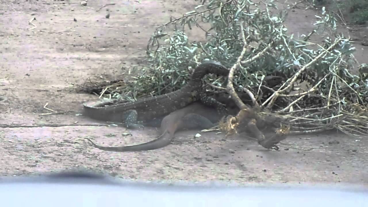 Krugerpark, vechtende varanen - YouTube