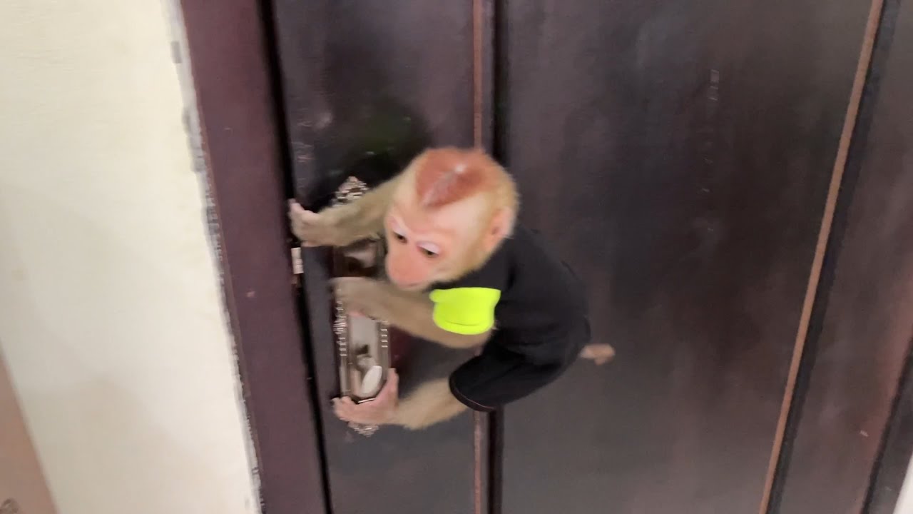 Baby Tav Tav Hungry And Trying To Open The Door To Find Food - YouTube