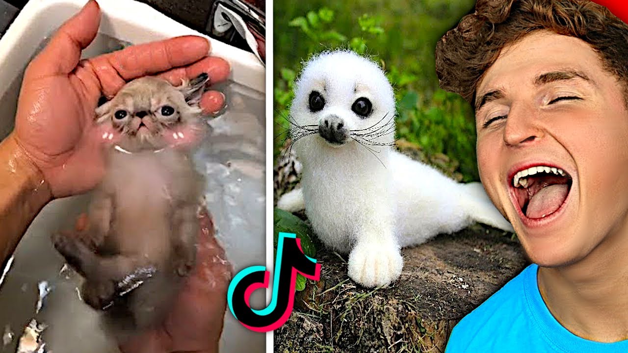 Try Not To Say AWW Challenge.. (TIKTOK EDITION) - YouTube