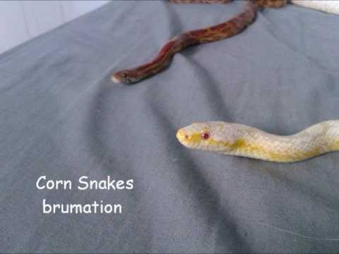 Corn Snakes brumation - YouTube