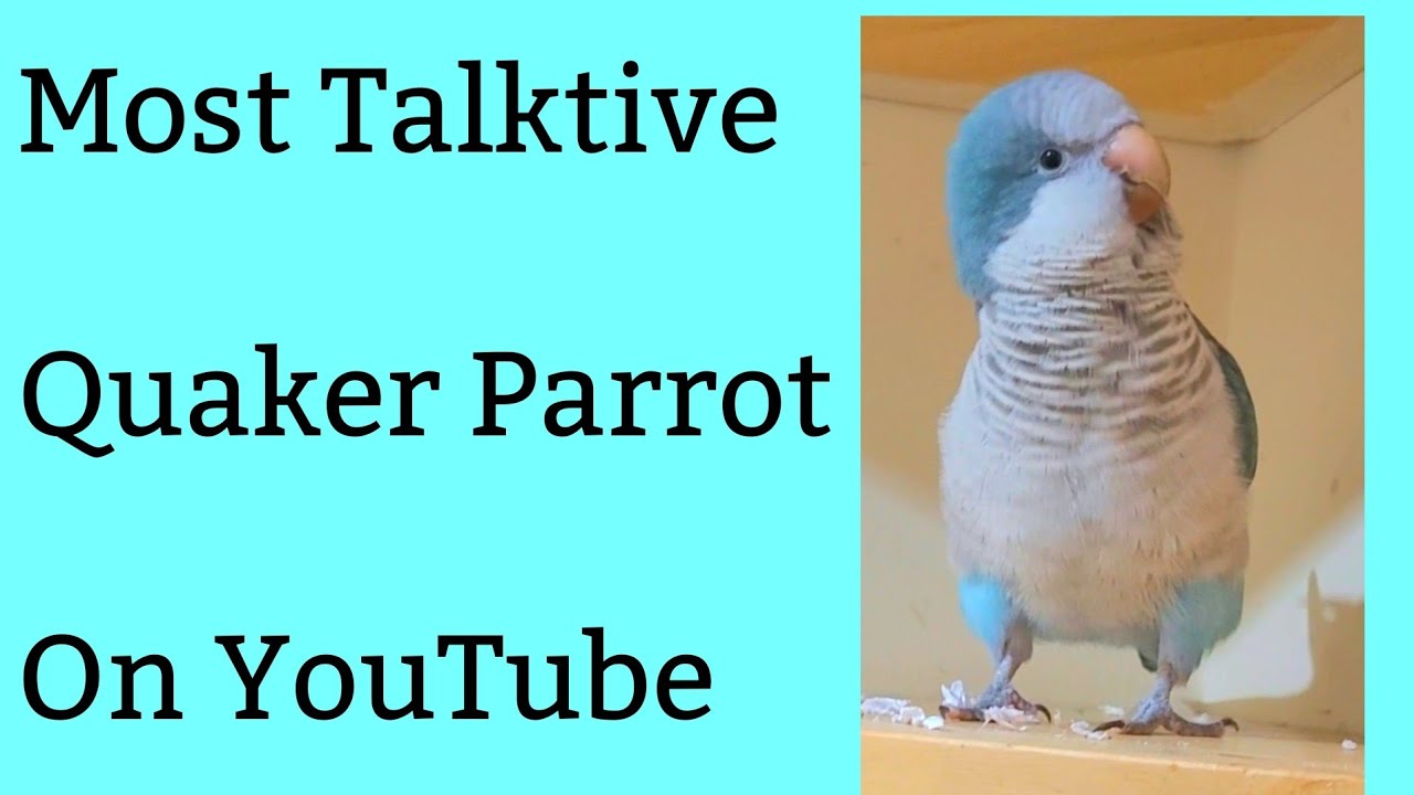 Best blue Quaker Parrot talking video - YouTube