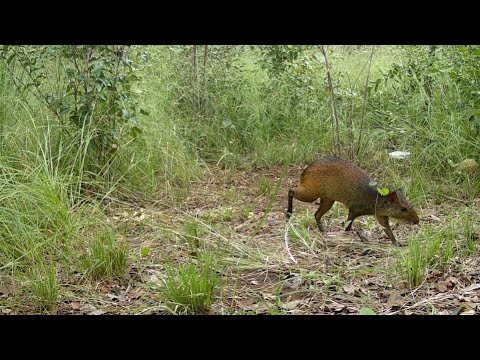 OS PREÁ VOLTOU, COTIA COM SEU FILHOTE NA CERVA,O VEADO NAO VEIO! - YouTube