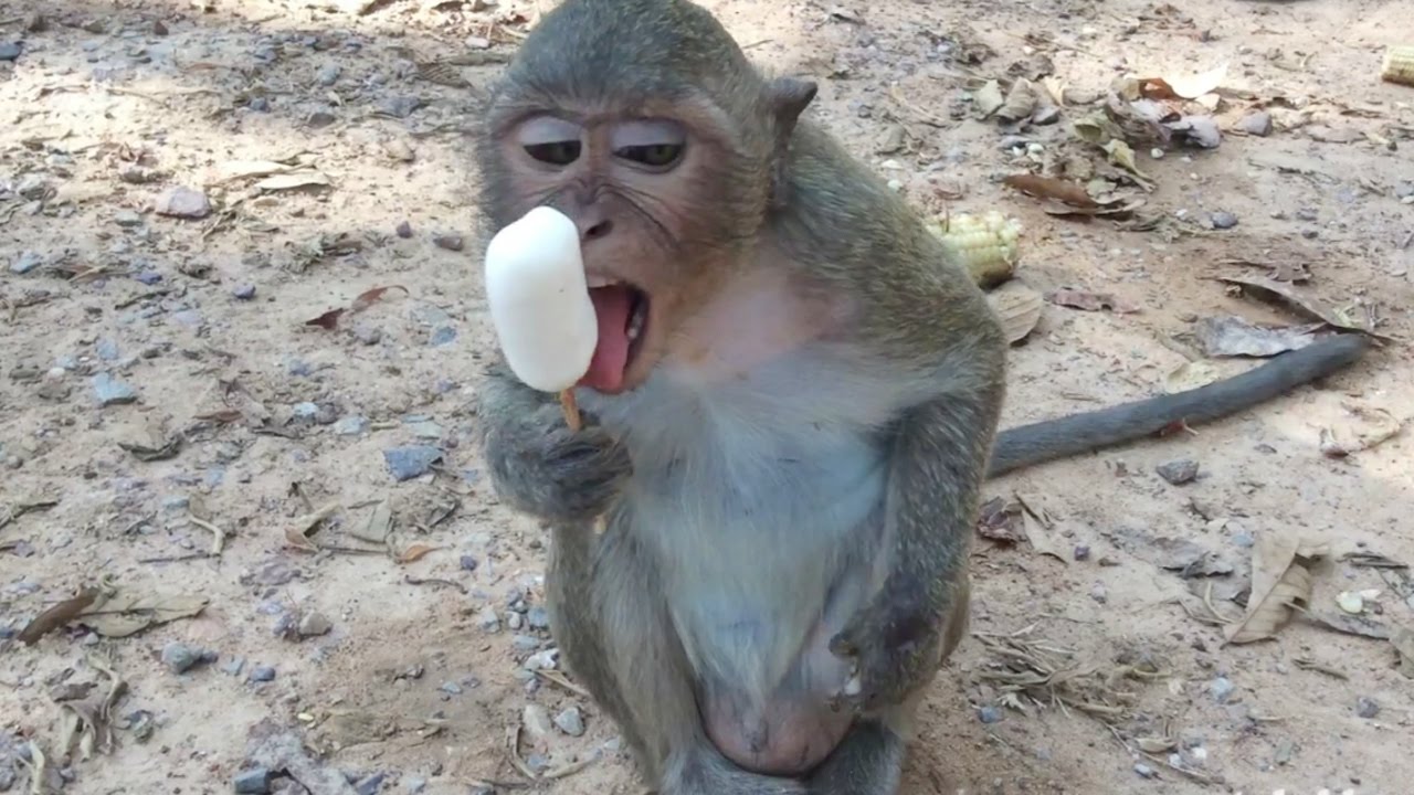 Monkey eating ice cream and Monkey Drinking Water - The Real Life Of ...