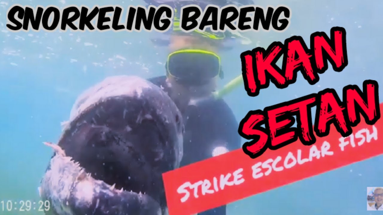 Snorkeling Bersama Ikan SETAN! 😱🐟 Skin Diving di Pulau Saranti ...