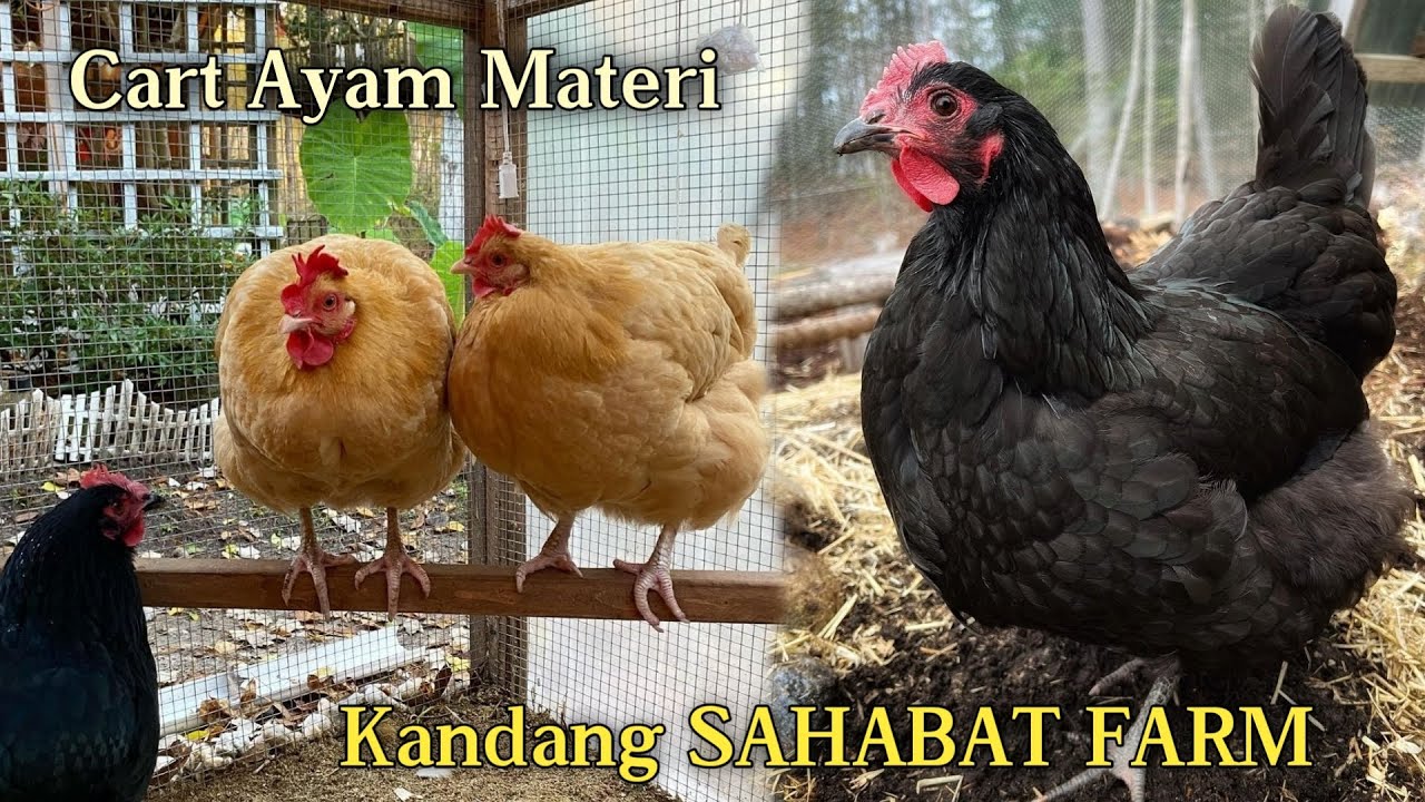 Ayam Materi Import - Pendongkrak Produktifitas Telur Maupun Daging 💯 ...
