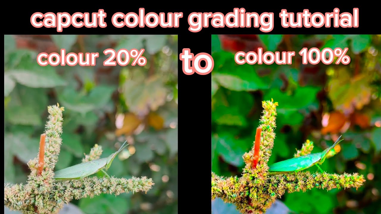 "Transform Your Nature Footage: CapCut Color Grading 🦋🌿 #CapCut # ...