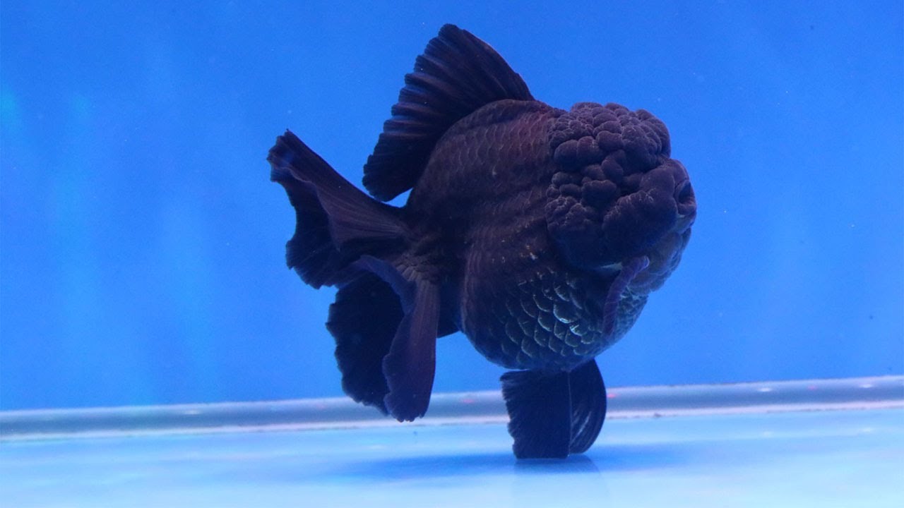 Beautiful Oranda, Ranchu goldfish - YouTube