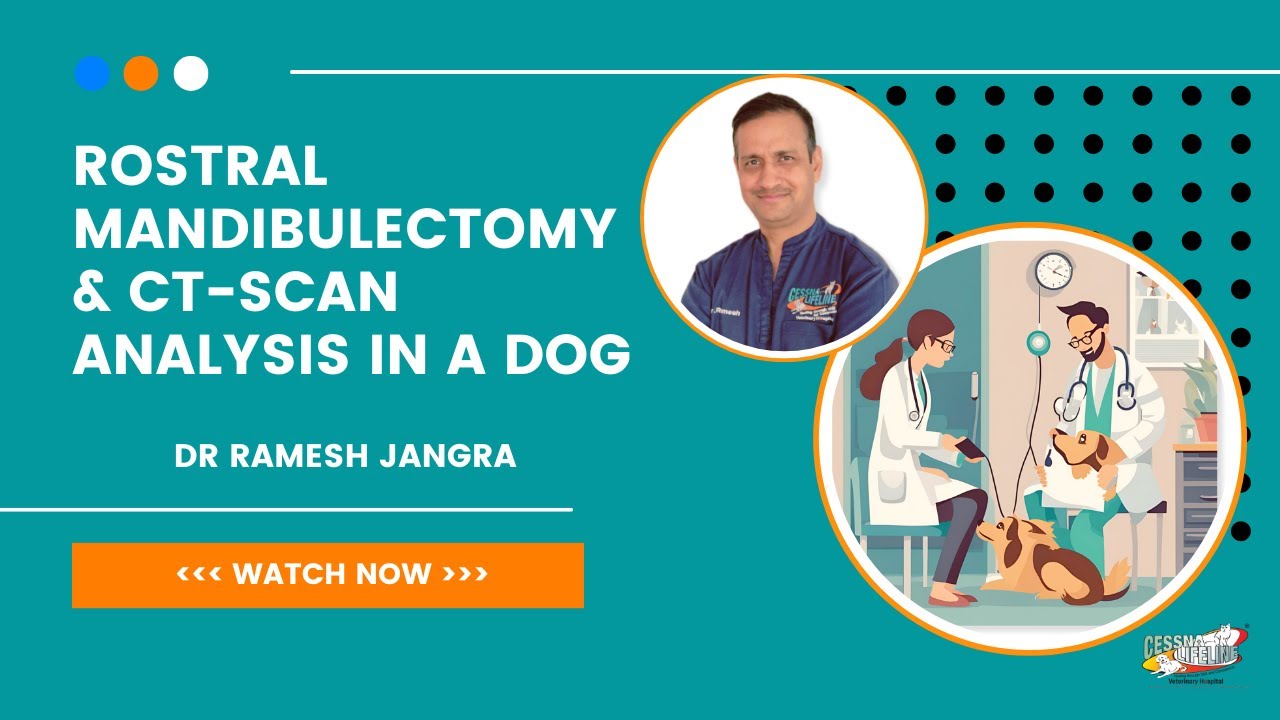 Rostral Mandibulectomy in a Dog & CT Scan Analysis | Dr Ramesh | Cessna ...