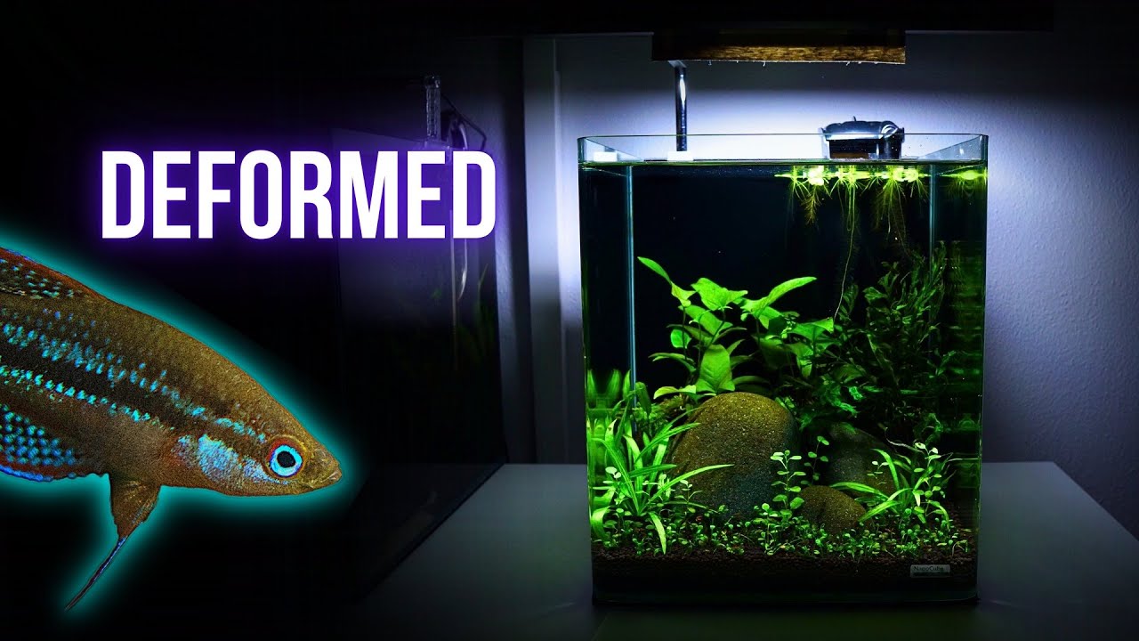 Adding UNIQUE DEFORMED FISH to my AQUARIUM | EP3 NANO CUBE AQUARIUM ...