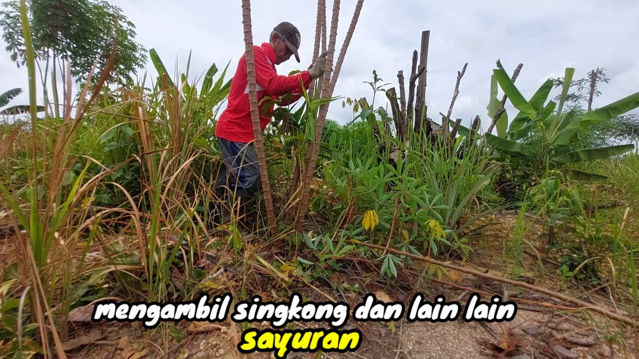 mengambil singkong pucuk ubi sayur dan cabai di kebun - YouTube