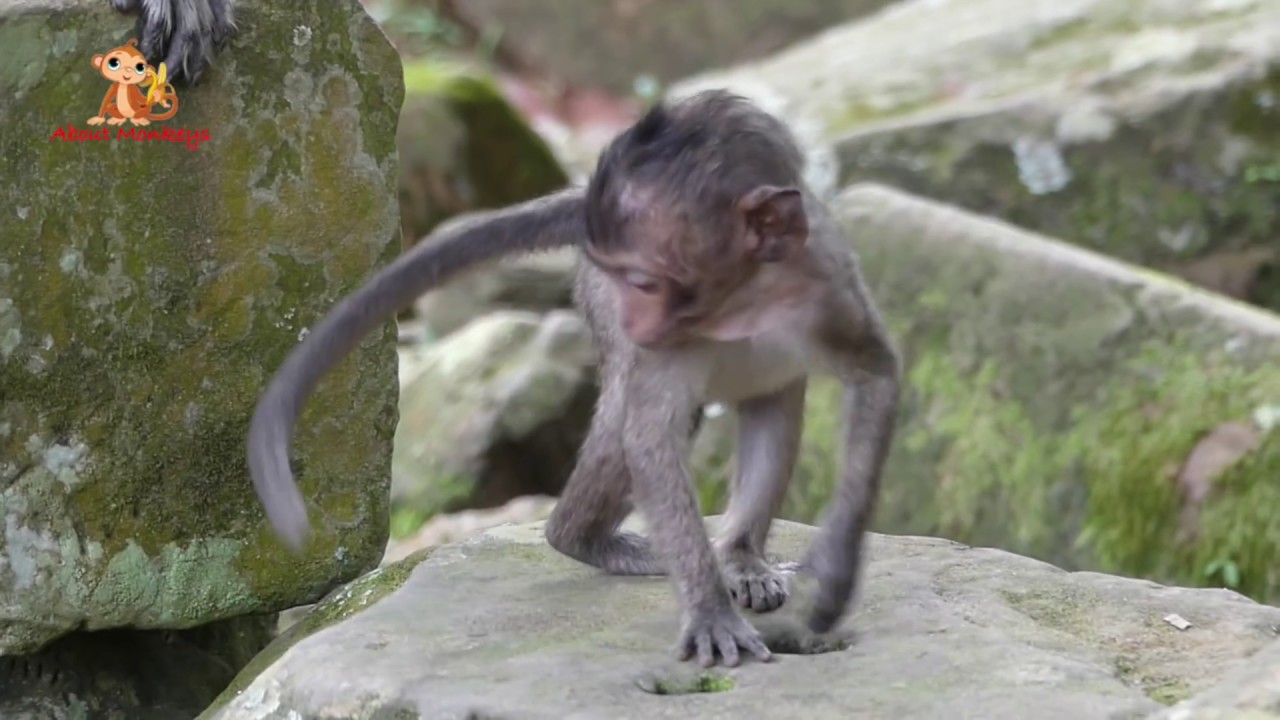 Pitiful Baby Monkey Lori - Many Sad Seen Monkey Do Like That To Her - YouTube