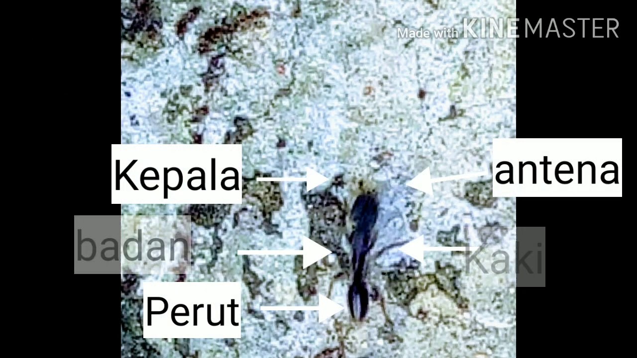 Bagian tubuh semut - YouTube