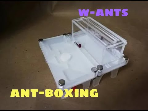 ant-boxing de hormiguero de w-ants - YouTube