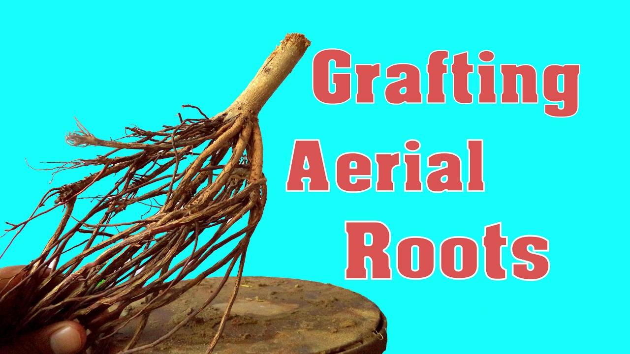 How to Grafting aerial roots With Update | Indian Banyan Tree | New ...