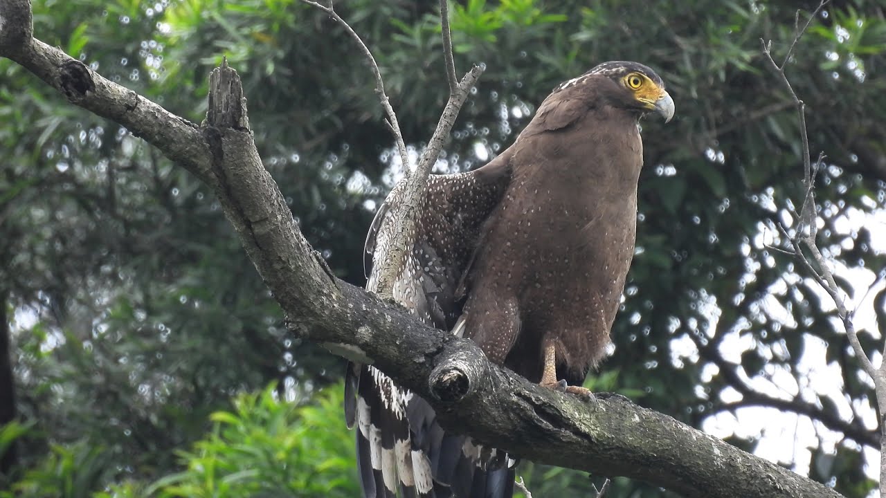 1130419 The crested serpent eagle grooming at Hsi-Tsu mountain. - YouTube
