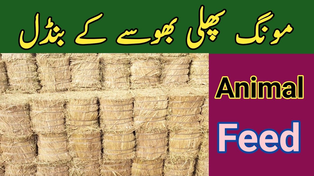 mungphali bhusay k bundal | peanut straw bales | animal feed | tanveer ...
