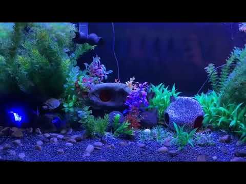 RES Turtle/Terrapin Tank Set Up With Above Basking Platform - YouTube