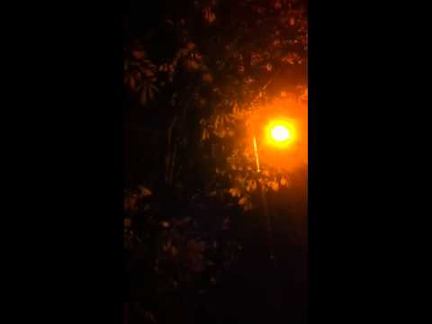 Robin Singing at Night - YouTube