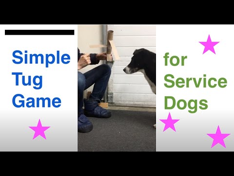 Starting Point: Teaching a Service Dog a Simple Tug Game 2023 - YouTube
