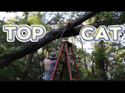 Felling a hung tree, 30ft up - Hanging Hickory Prt 2 - YouTube