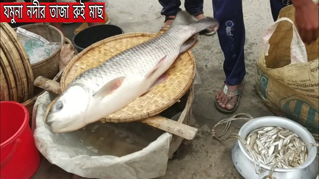 See wholesale of fresh river rui fish।যমুনা নদীর তাজা রুই মাছের নিলাম ...
