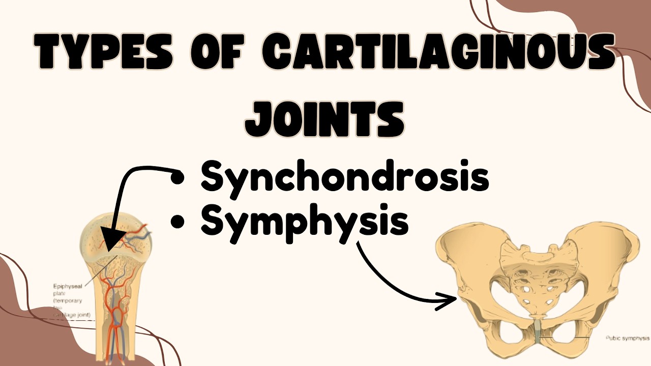 Types of Cartilaginous Joints | Synchondrosis and Symphysis - YouTube