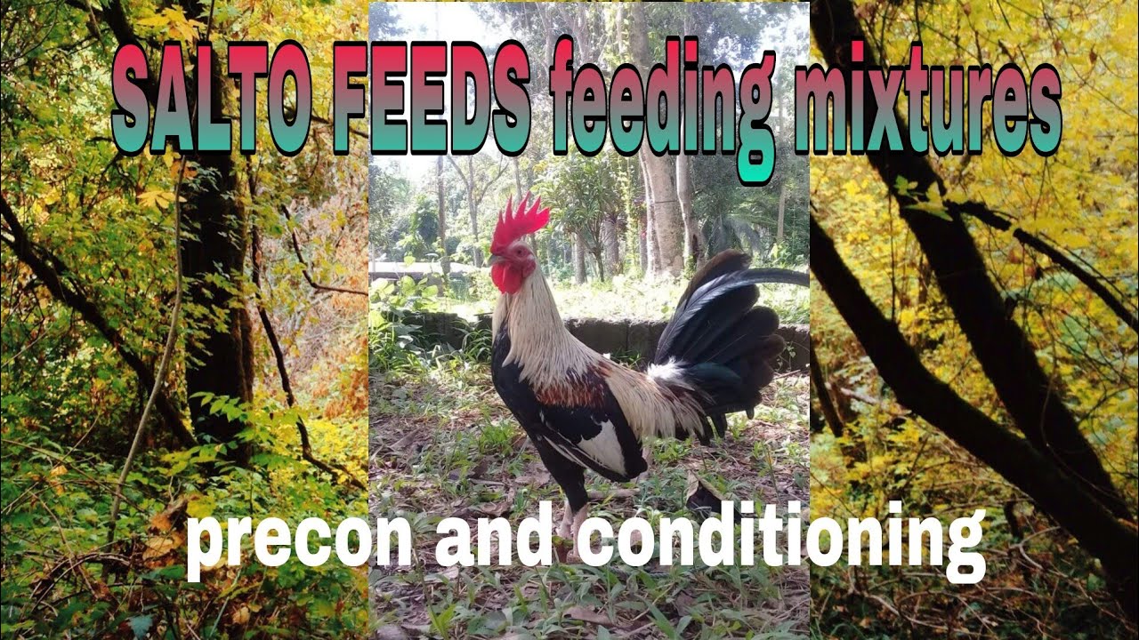 Salto feeds/precon and conditioning mixture - YouTube