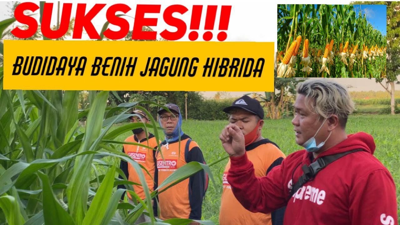 Kegiatan DETASSELING pada Lahan Pembenihan Jagung Hibrida by Edwin Jonathan Sampelan dkk - YouTube