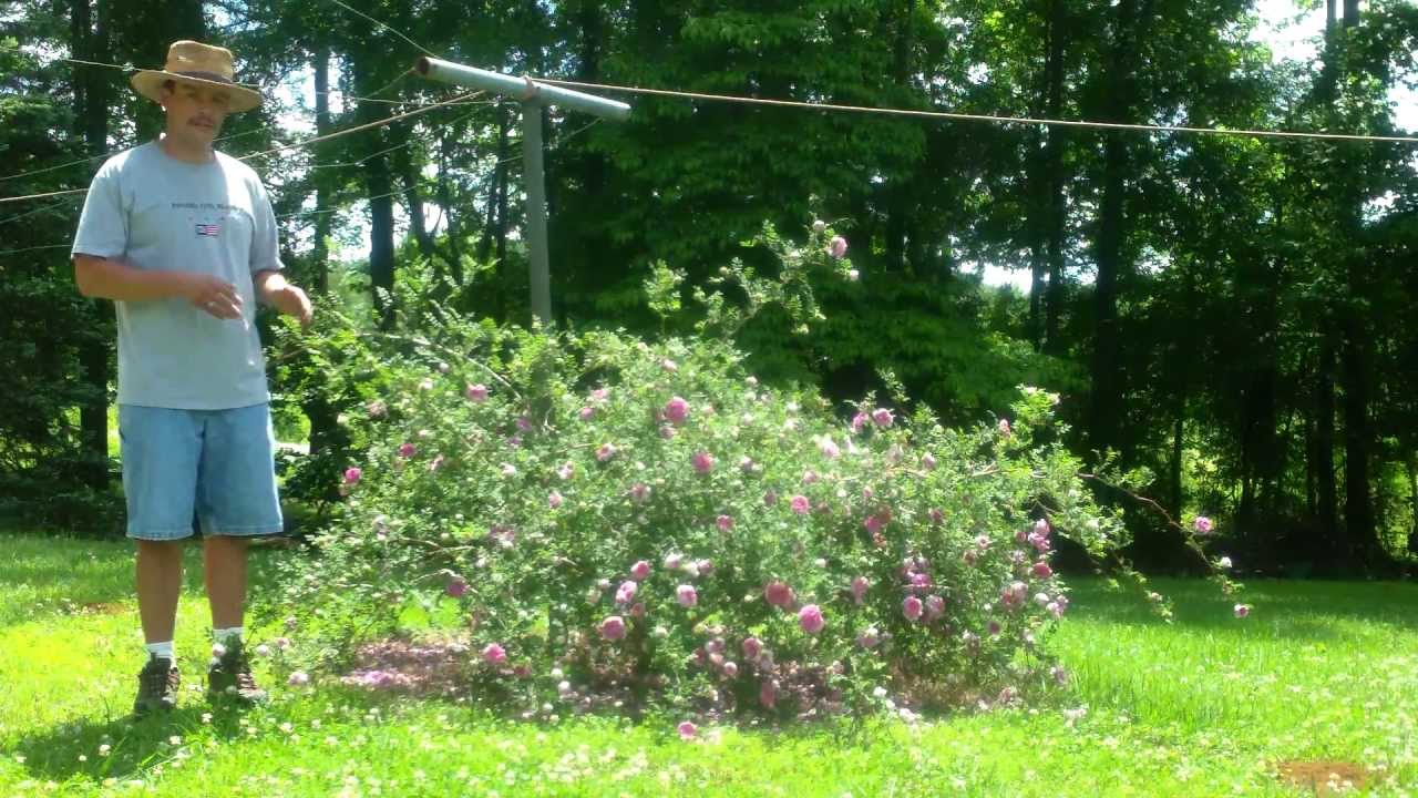 Rosa roxburghii (Double Chestnut Rose) - YouTube