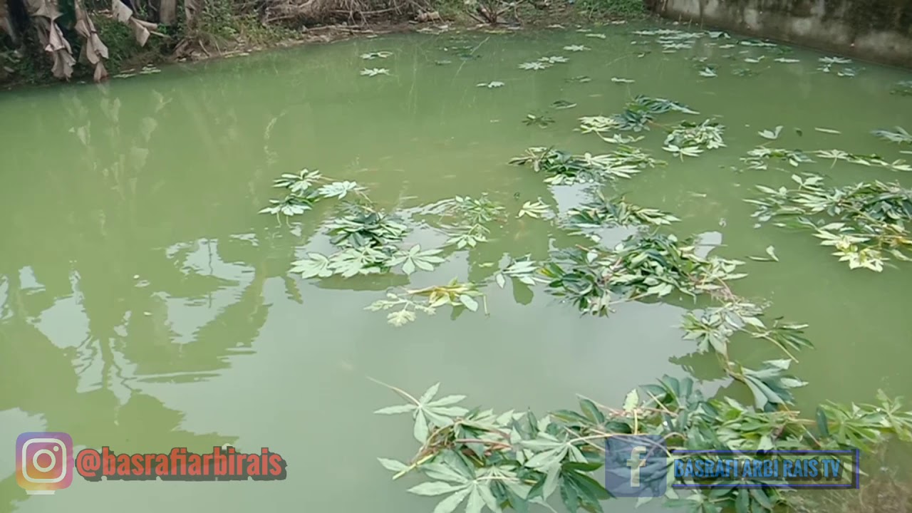 {Eksperimen} MENGANTI PELET DENGAN DAUN SINGKONG UNTUK MAKANAN IKAN ...