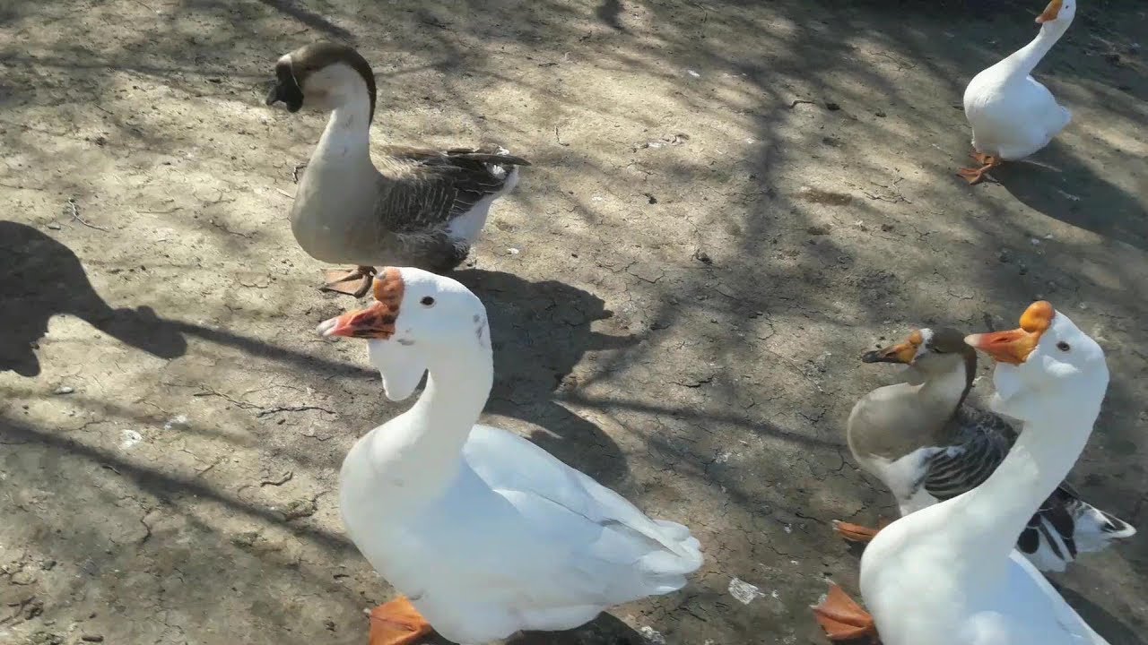 AFRICAN GEESE WHITE AND BROWN | GASTE AFRICANE ALBE SI MARONII - YouTube