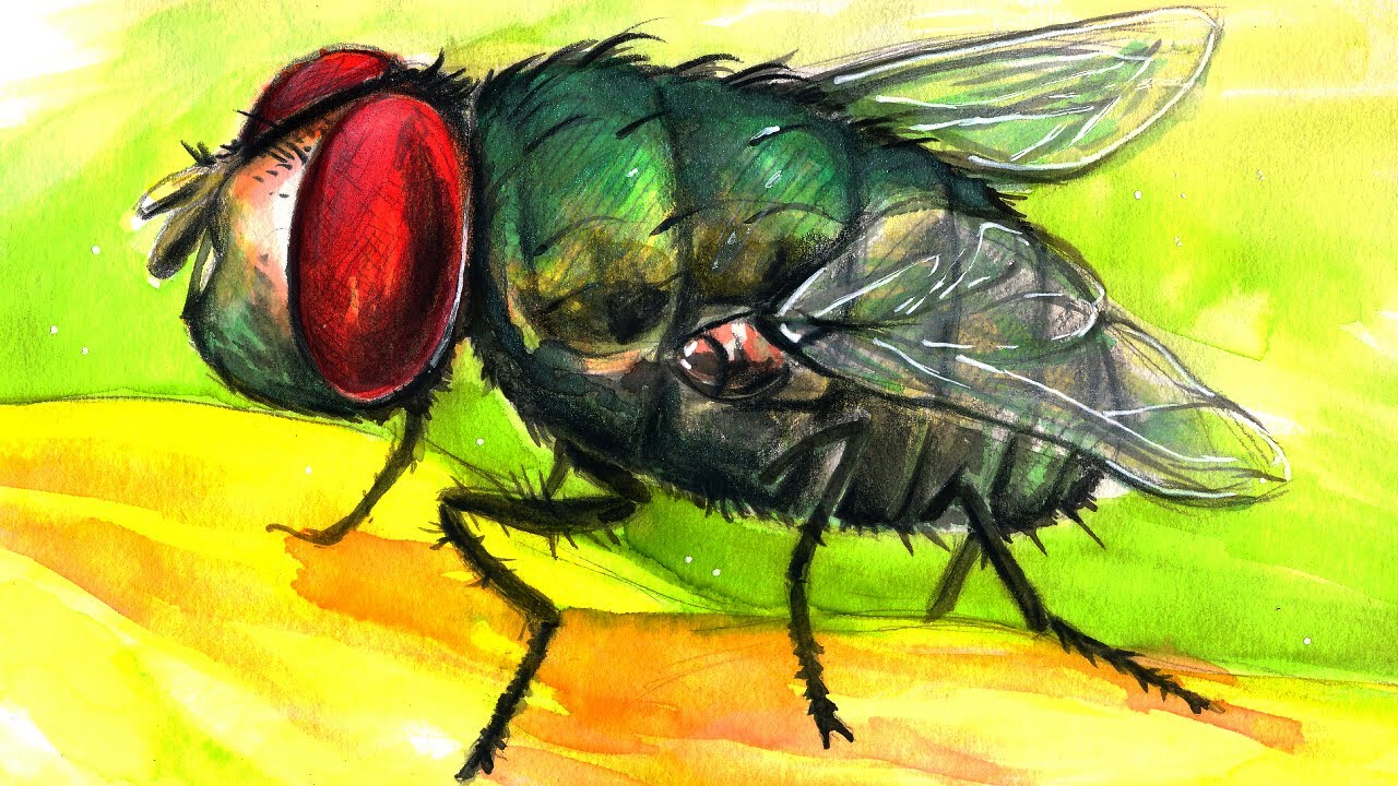 Drawing a Fly - Speedpaint - YouTube