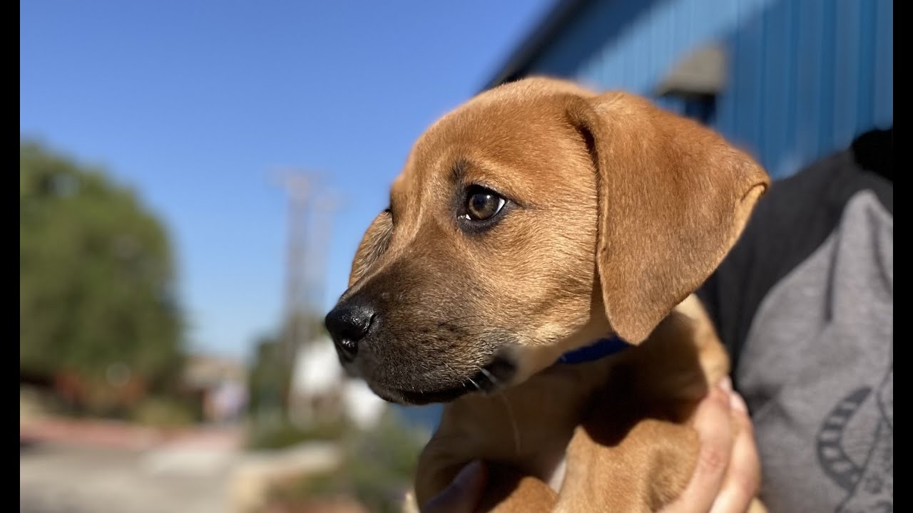 Adopt Topaz! (ID 77004) - YouTube