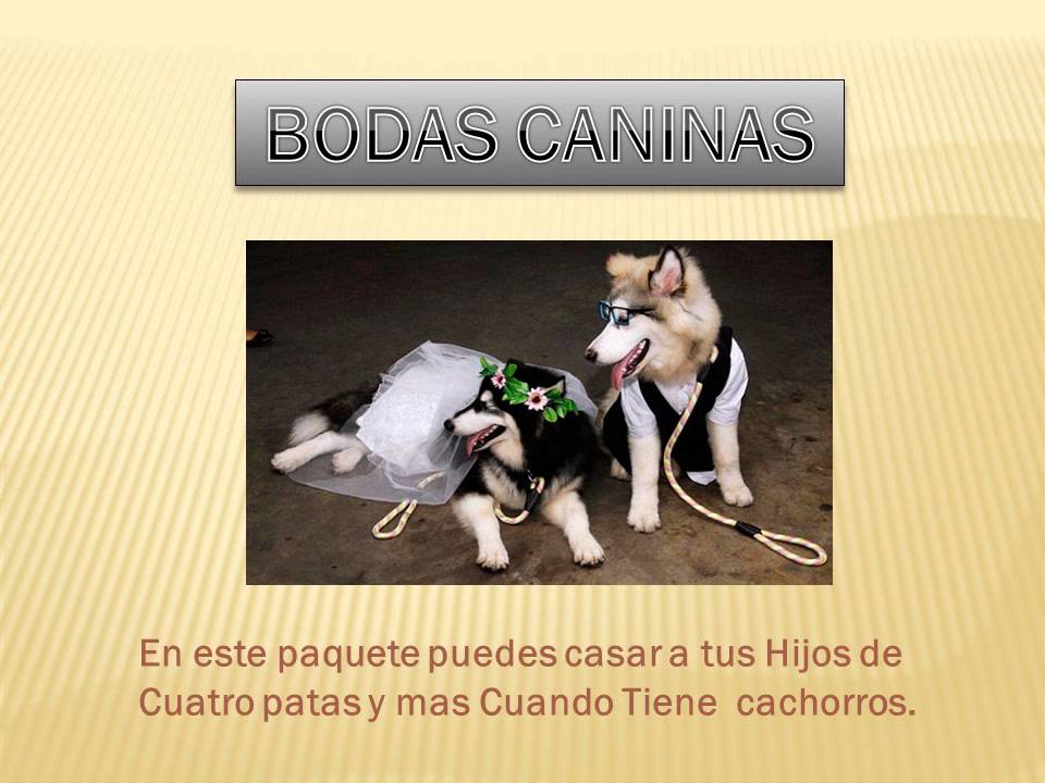 happy dog video - YouTube