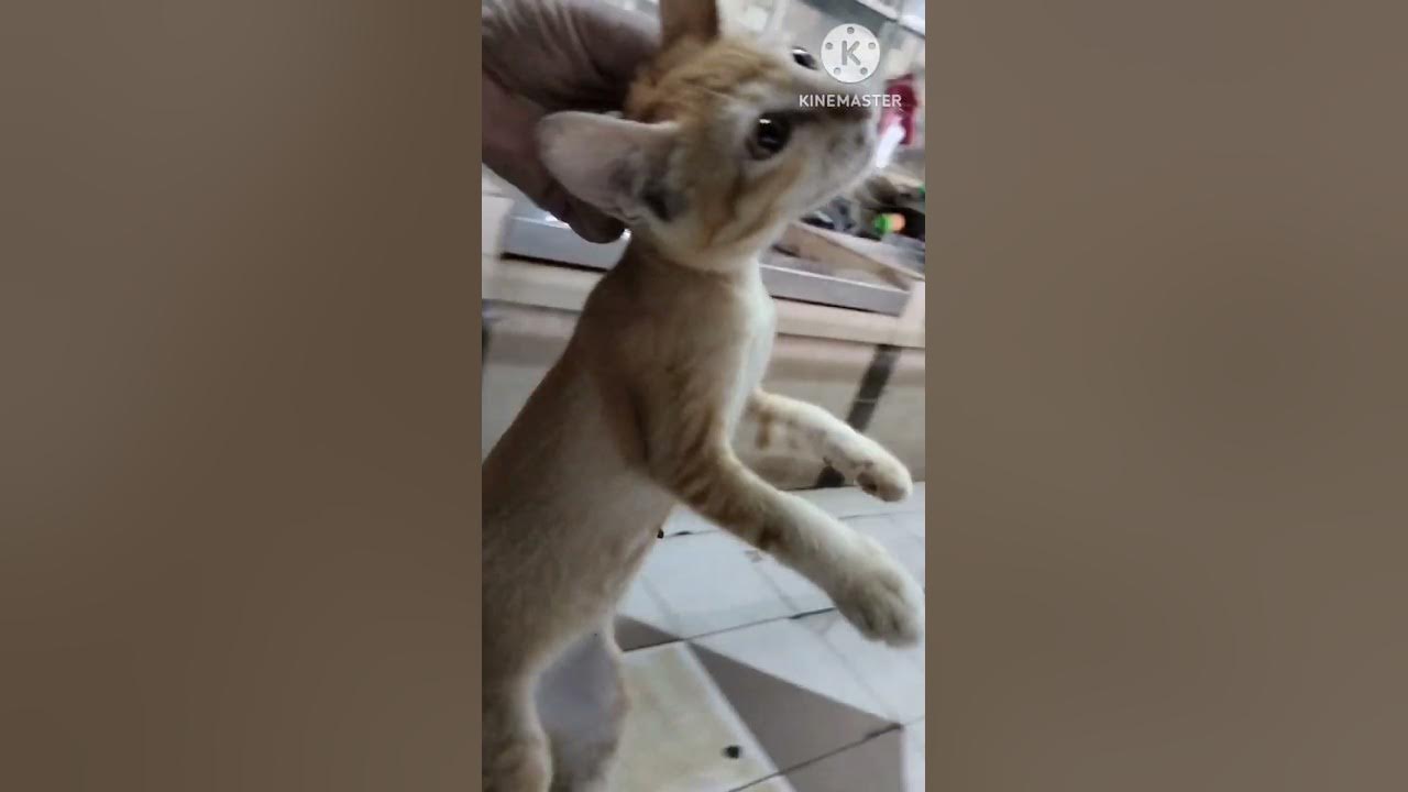 Tiga ekor kucing yang ada dibelakang pasar dan si oyen kecil yang lapar - YouTube