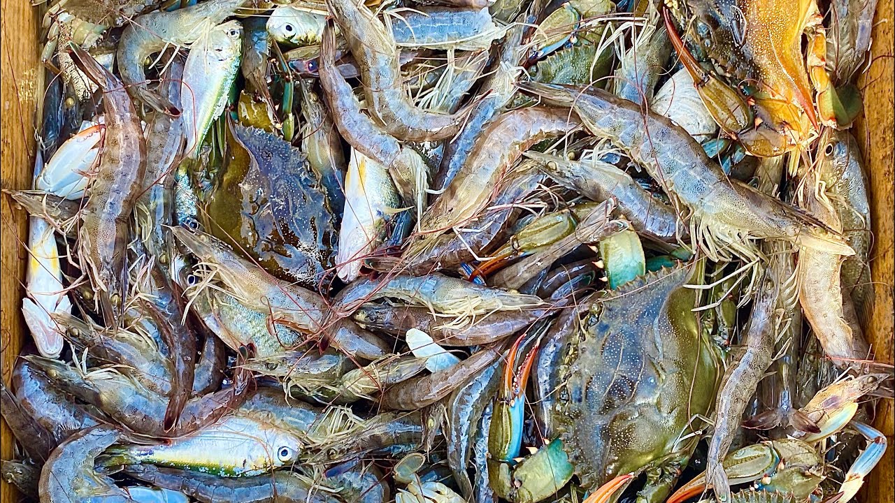Shrimping With a 16 Foot Trawl Net- Lots of Shrimp & Crabs (Catch and ...
