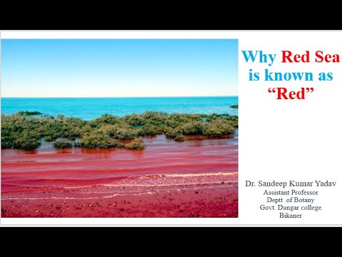 Why Red sea is known as Red - YouTube