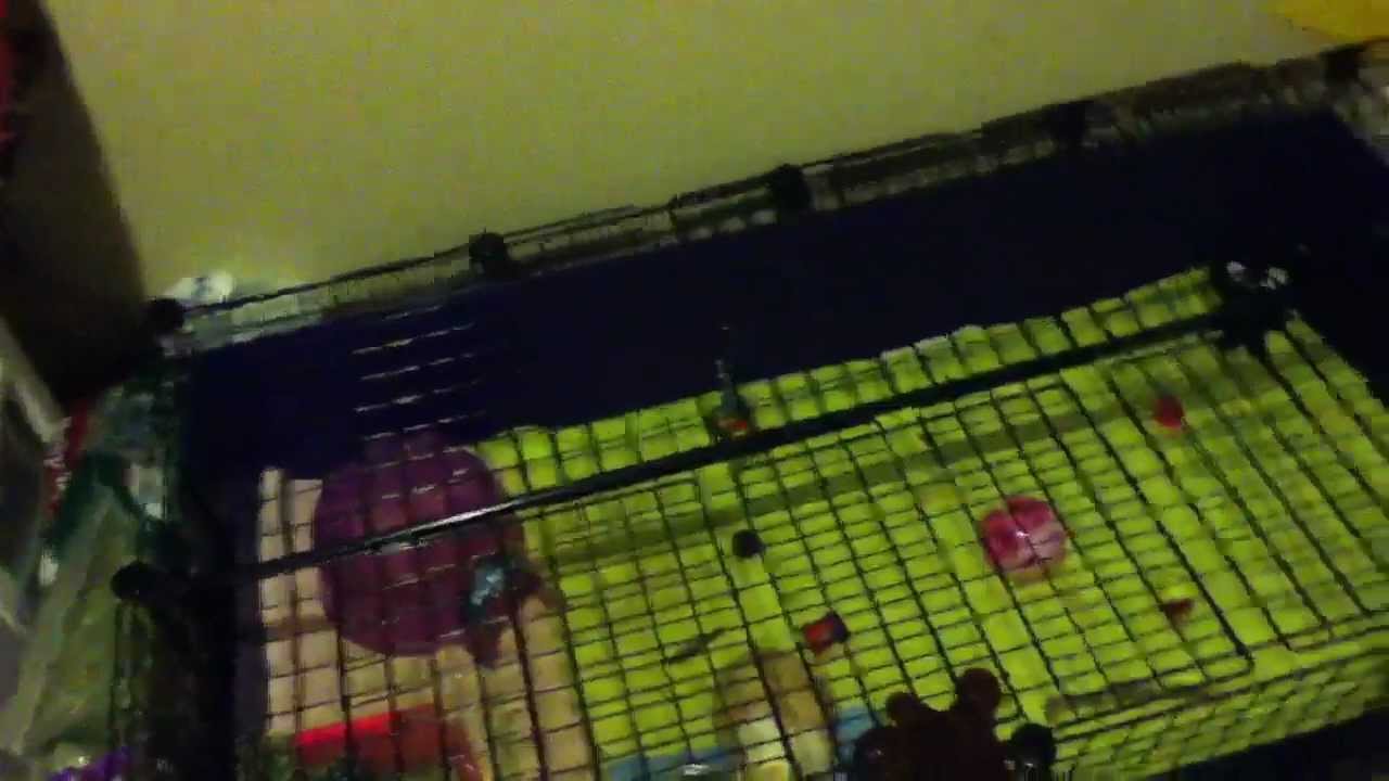 Caramel's Cage Tour - YouTube