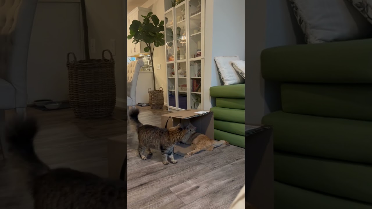 Pip the Cat Destroys an Amazon Box. Bella the Cat Photo Bombs the Even ...